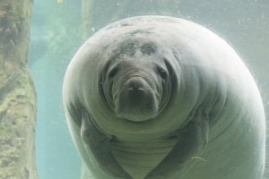 Florida Endangered Manatees Monitored with GPS Tracking - Live View GPS ...