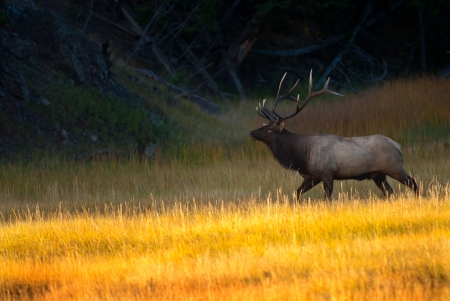 Canadian Scientists Using GPS Tracking to Learn about Elk Migration ...