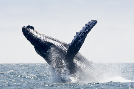 New Sophisticated GPS Trackers Being Used on Whales - Live View GPS ...