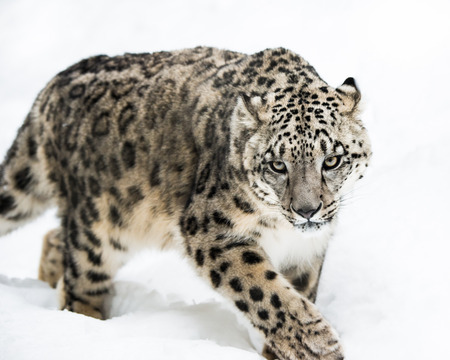 Snow Leopards Cover Territories Forty Times Bigger Than Previously ...