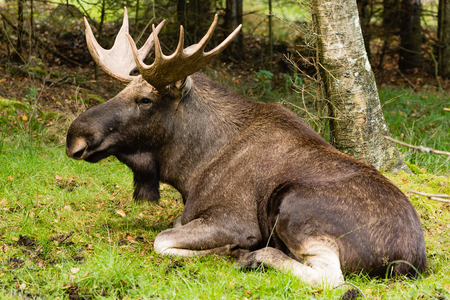 GPS Tracking of Moose in Vermont - Live View GPS Tracking Blog