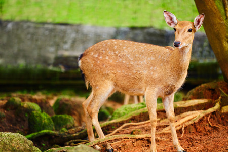 5 Year GPS Tracking Study Reveals How Deer Travel During Rut Season ...