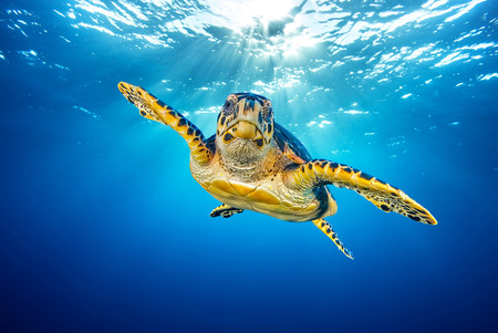 Saving Sea Turtles with the Help of GPS Tracking - Live View GPS ...