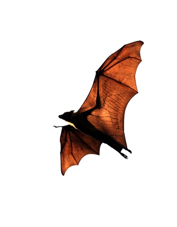 Managing Troublesome Roosts with GPS Tracking - Live View GPS Tracking Blog