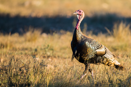 MSU College Conducting Turkey Research with GPS Tracking - Live View ...